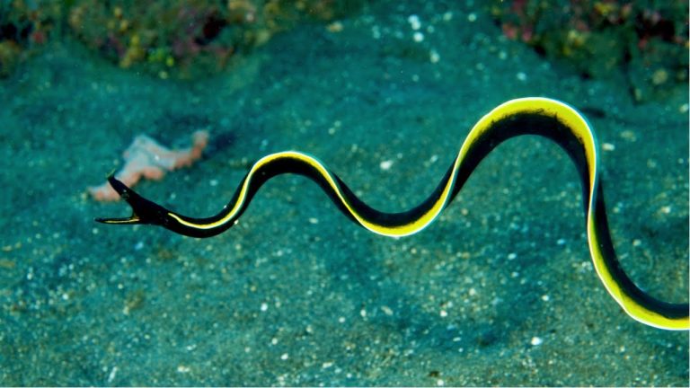Black Ribbon Eel (Adult) - Aquatic House