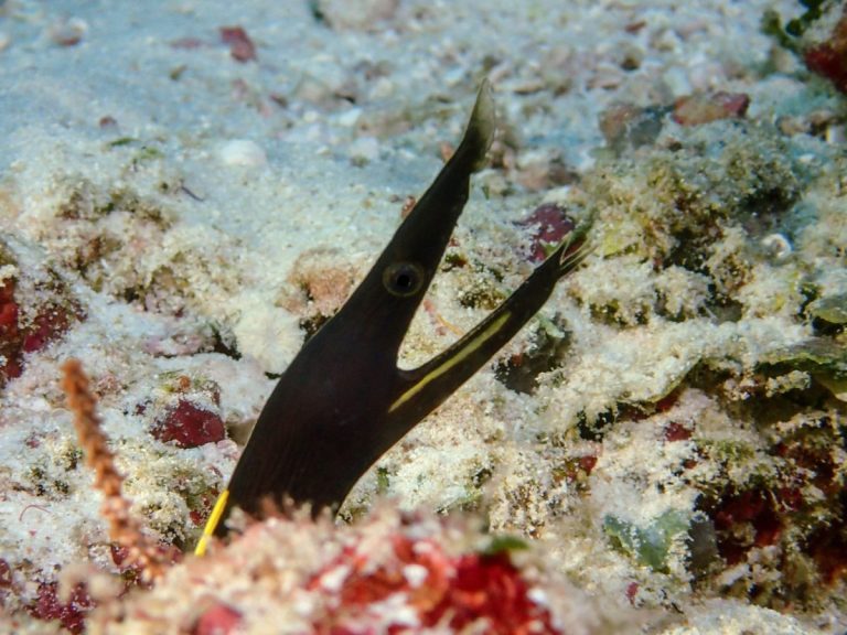 Black Ribbon Eel (Adult) - Aquatic House