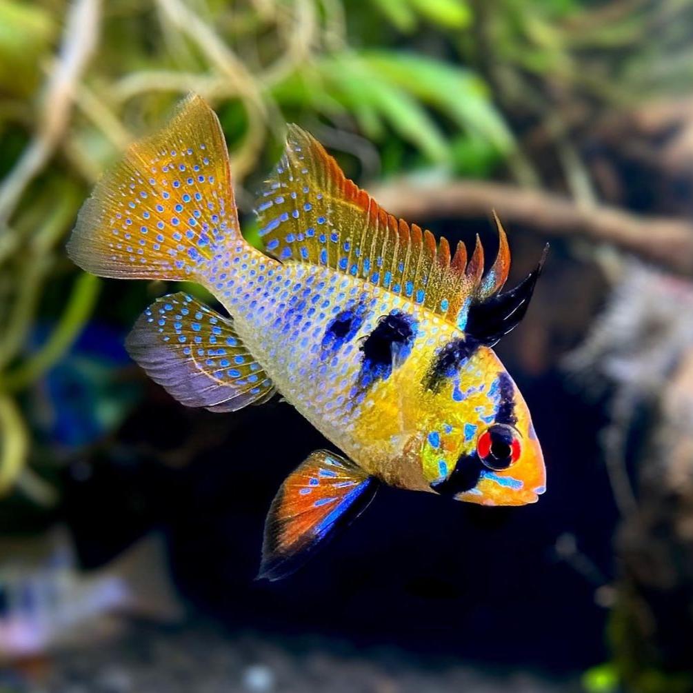 German Ram 02pcs (3cm) – German Blue Dwarf Cichlid - Aquatic House